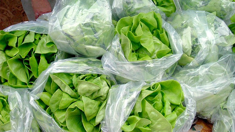 Check, Please! | WTTW Chicago